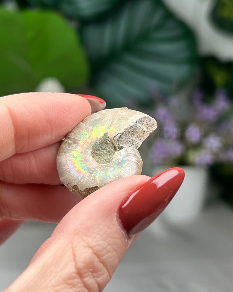 Amonite Opalizada (32x26x9mm) 1419